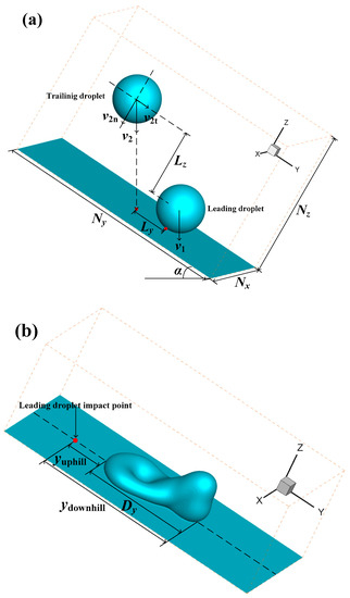 Rebound Dynamics of Two Droplets Successively Impacting an Inclined Surface