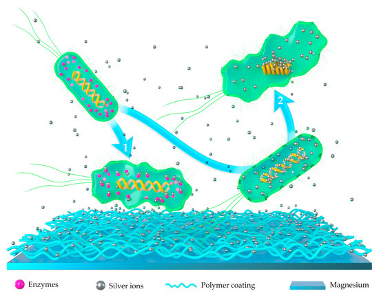 Advances in Antibacterial Functionalized Coatings on Mg and Its Alloys ...