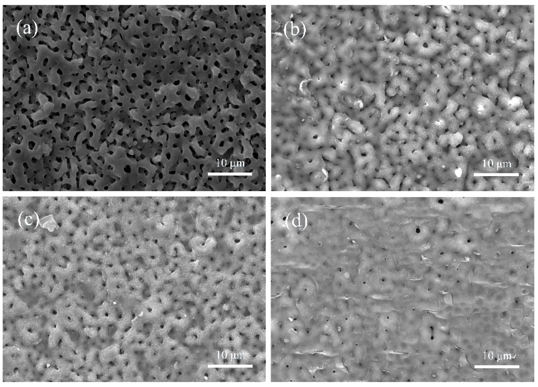 Coatings Free Full Text Corrosion Behavior And Biological Activity