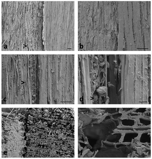 Shelling of Growth Rings at Softwood Surfaces Exposed to Natural Weathering