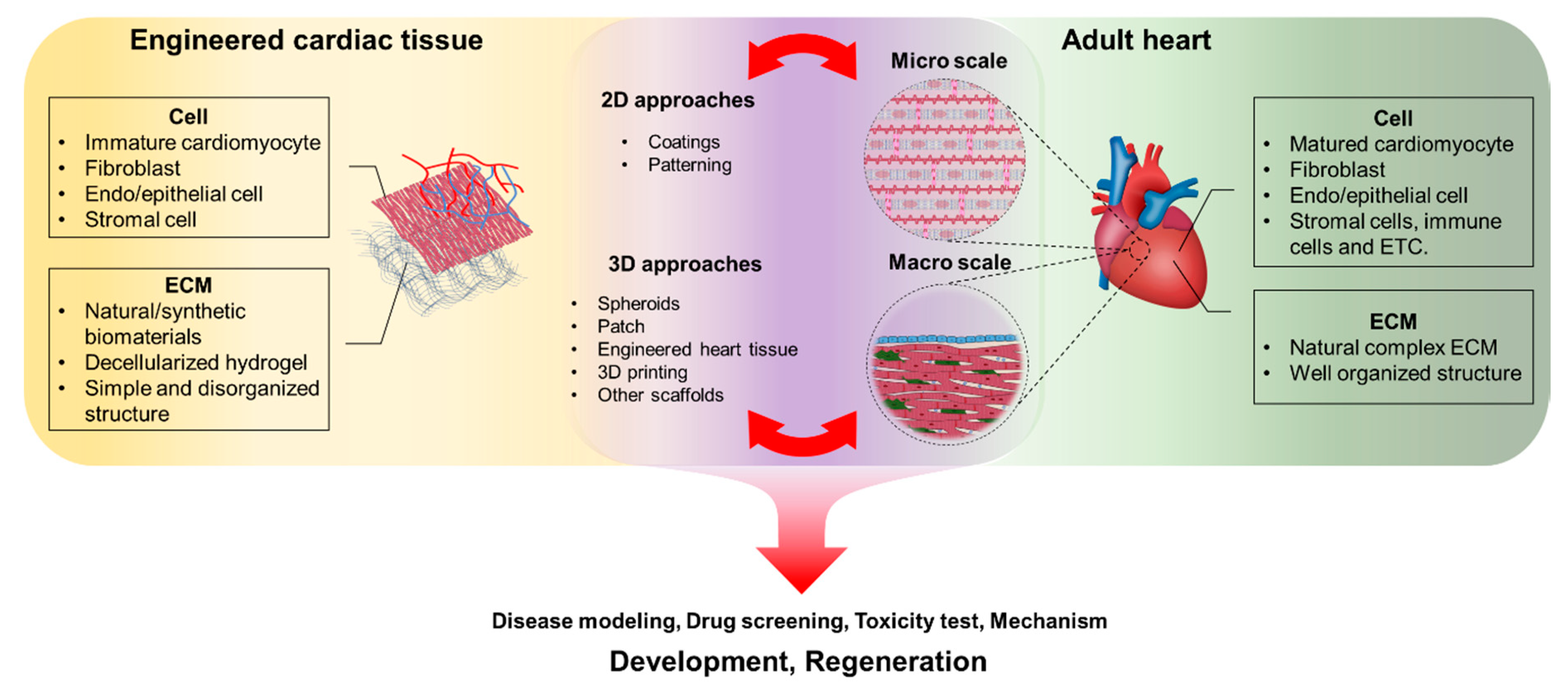 Coatings | Free Full-Text | Engineering Biomaterials to Guide Heart Cells for Matured Cardiac Tissue