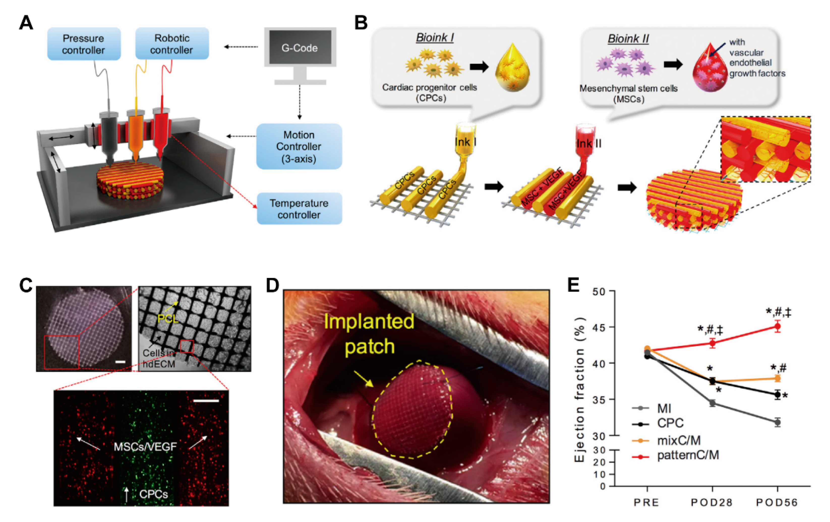 Coatings | Free Full-Text | Engineering Biomaterials to Guide Heart ...