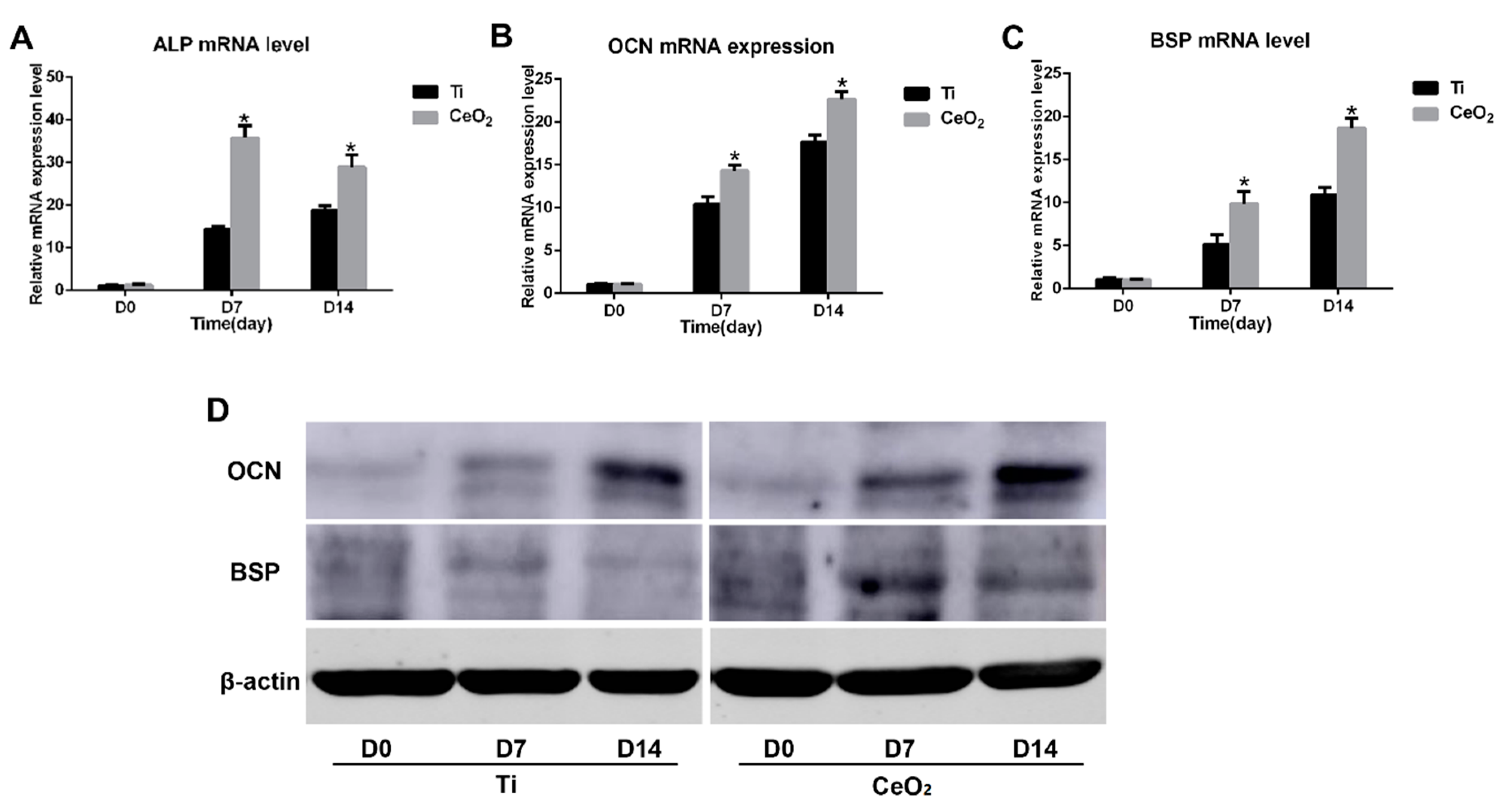 Osteogenic and Antibacterial Activity of a Plasma-Sprayed CeO2 Coating ...