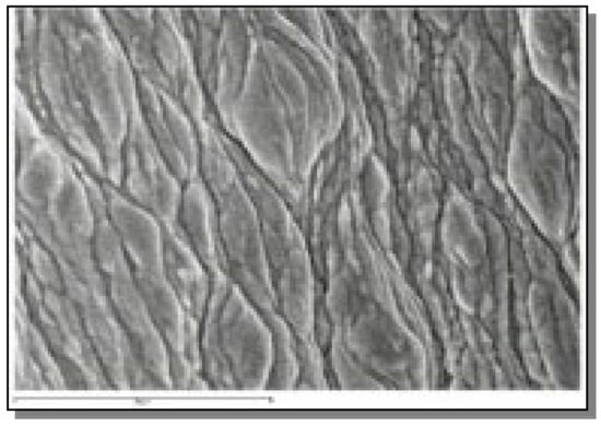 Evaluation of Passivation Process for Stainless Steel Hypotubes Used in ...