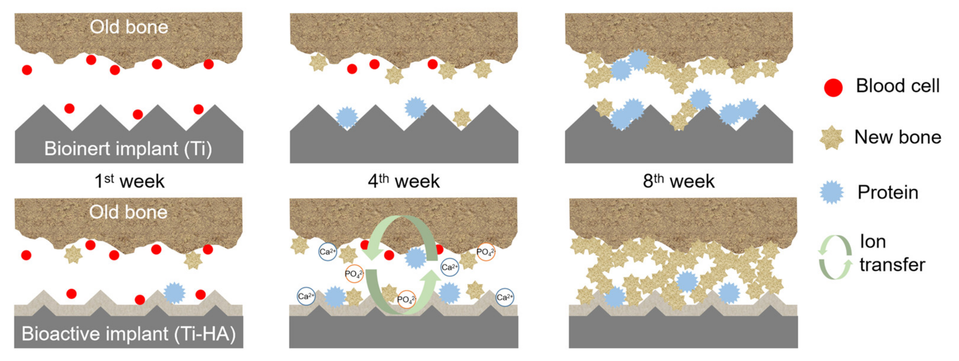 Innovative Coatings of Metallic Alloys Used as Bioactive Surfaces in ...