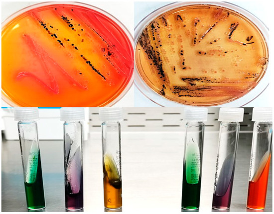 RETRACTED: Safety of Commercially Available Beef Burger in Saudi Arabia