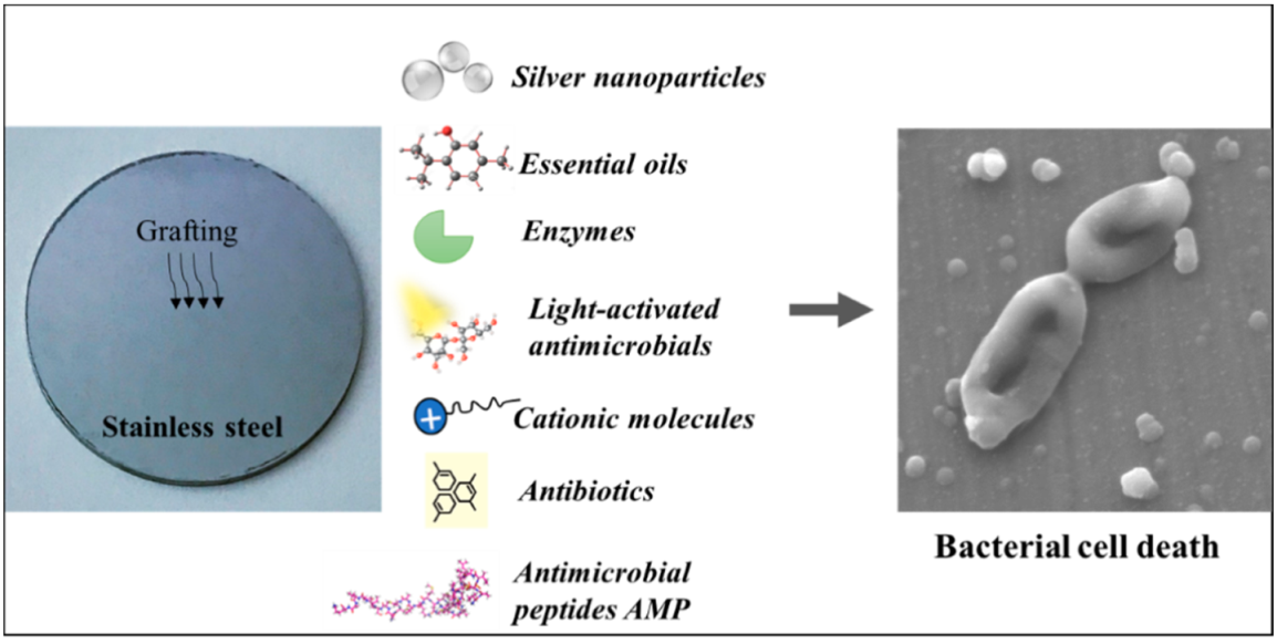 Coatings | Free Full-Text | Antimicrobial Peptides-Coated Stainless ...