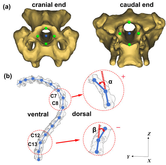 Study on the Structural Characteristics of Bird Necks and Their Static ...