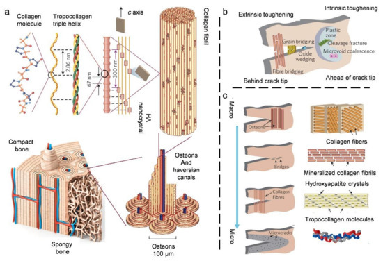 Cross-Scale Biological Models of Species for Future Biomimetic ...