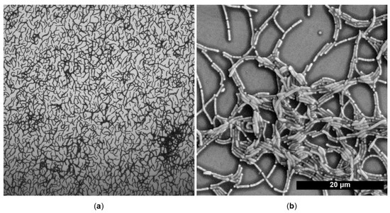 Physicochemical Investigation of Biosynthesis of a Protein Coating on ...