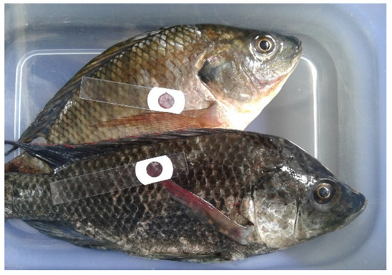 Fabrication of an Immobilized Polyelectrolite Complex (PEC) Membrane ...