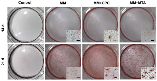 Coatings | Special Issue : Antibacterial Coating in Biomedical Applications