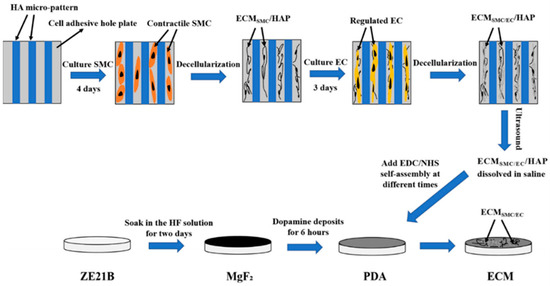 Coatings | Free Full-Text | Extracellular Matrix Coatings on ...