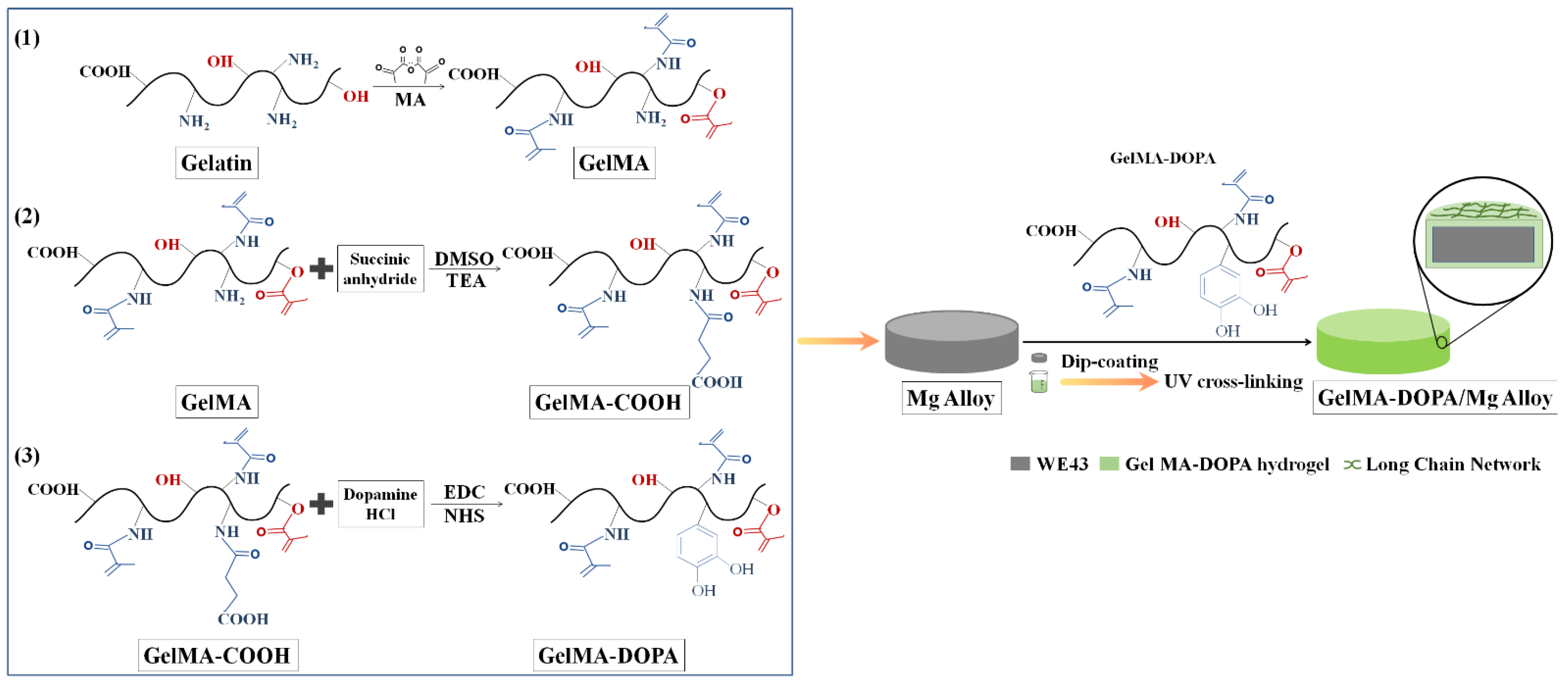 Surface Modification of WE43 Magnesium Alloys with Dopamine Hydrochloride Modified GelMA Coatings