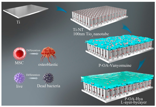 Coatings | Free Full-Text | Surface Bio-Functionalization of Anti ...