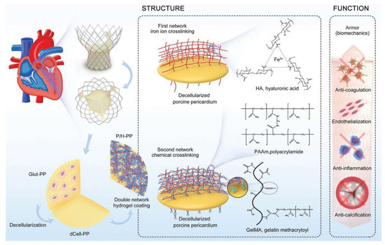 Surface Biofunctionalization of Tissue Engineered for the Development of Biological Heart Valves ...