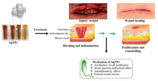 Silver and Silver Nanoparticles for the Potential Treatment of COVID-19 ...