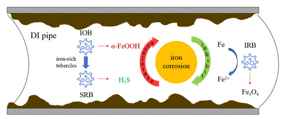 Effect of Pipe Materials on Bacterial Community, Redox Reaction, and ...