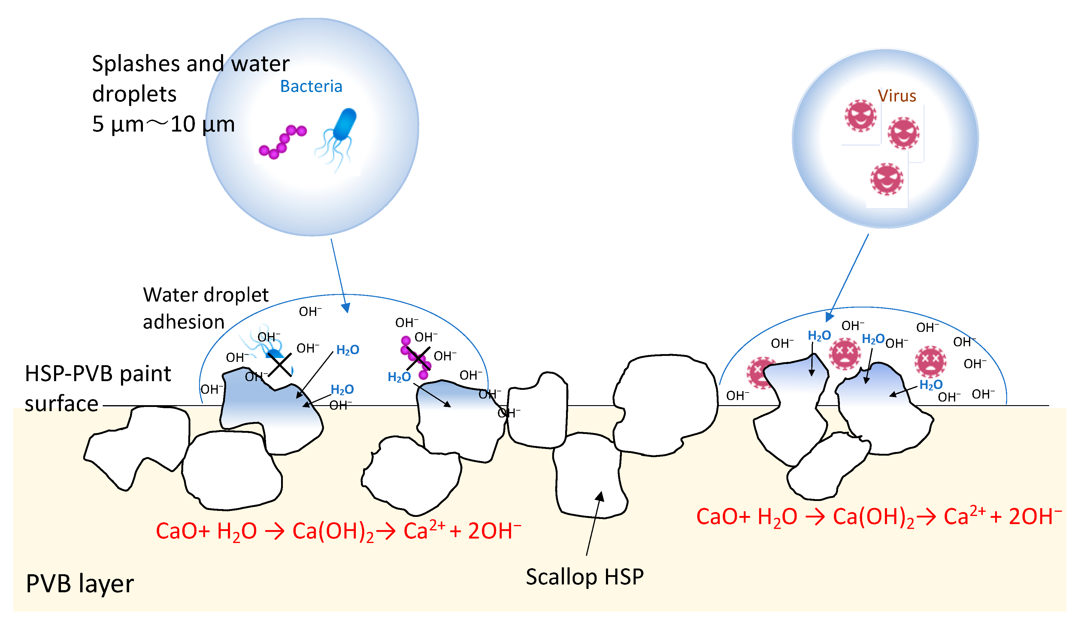 Antimicrobial Activity and Transparency of Polyvinyl Butyral Paint Containing Heated Scallop ...