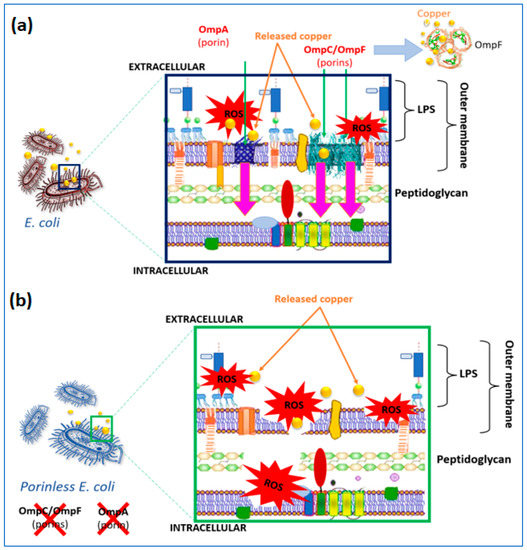 Distinctive Effects of Surface Roughness and Ions Release on the ...