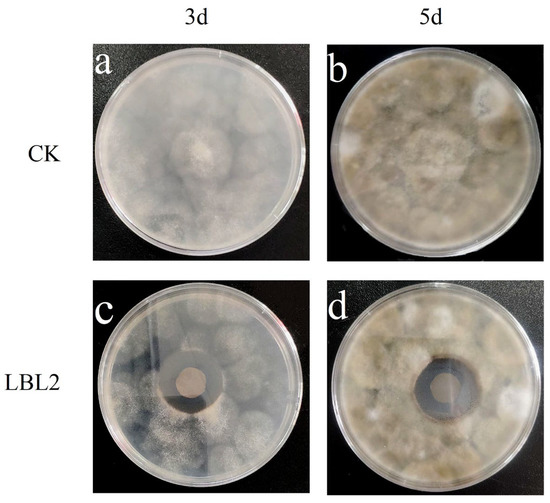 Preparation, Characterization, and Application of Sodium Alginate/ε ...