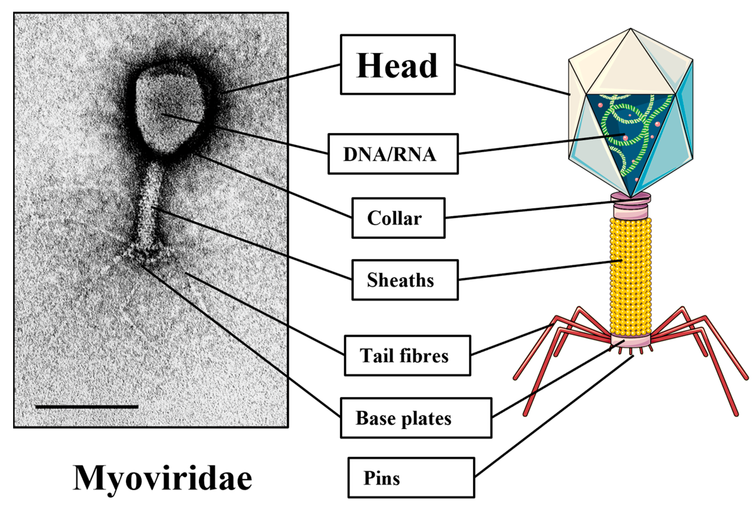 Bacteriophage Definition Structure Life Cycles 42 Off