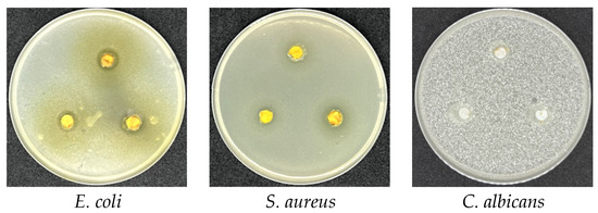 Development of Antimicrobial Microcapsules of Saffron Petal Essential ...