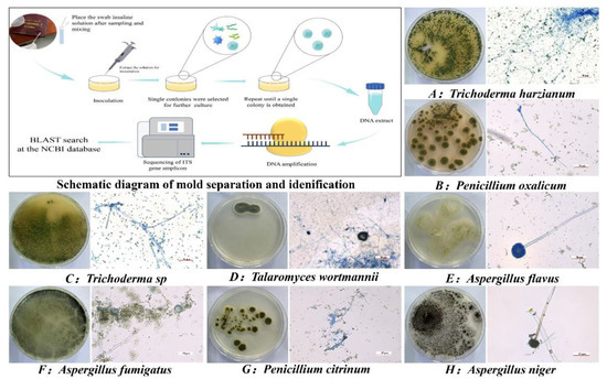 A Spray-On Microemulsion with Mold-Proof Effect on Paper