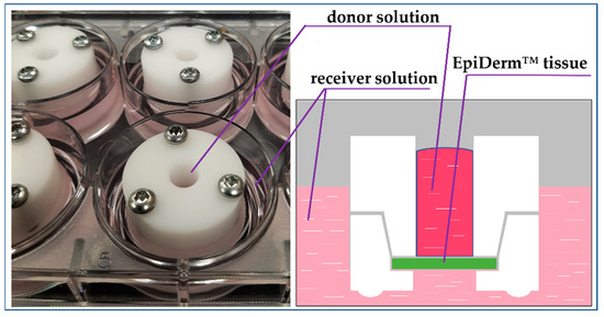 Permeability of Skin-Mimicking Cell Coatings by Polymers of Complex ...