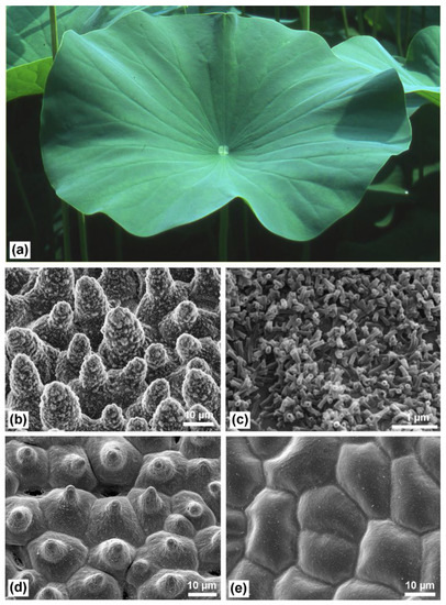 Durability of Slippery Liquid-Infused Surfaces: Challenges and Advances