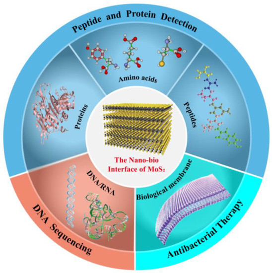 Nano–Bio Interface of Molybdenum Disulfide for Biological Applications