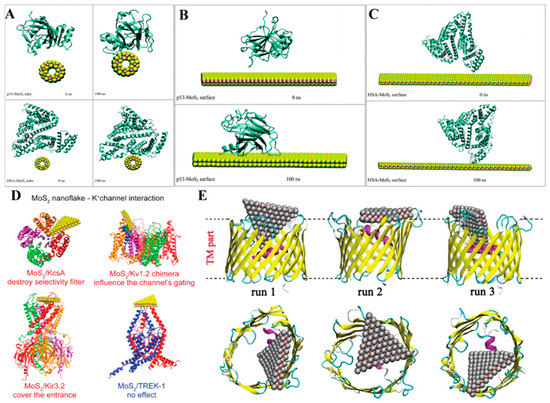 Nano–Bio Interface of Molybdenum Disulfide for Biological Applications