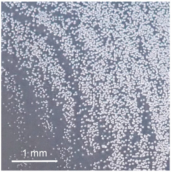 Behaviors of Bubbles Trapped in Film Coating during Spray Gun Coating ...