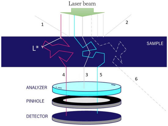 Light Scattering through a Drying Coating