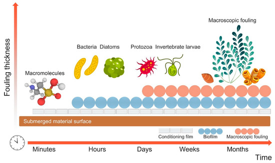 Progress in Marine Antifouling Coatings: Current Status and Prospects