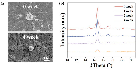 PVTF Nanoparticles/PLA Electroactive Degradable Membrane for Bone ...