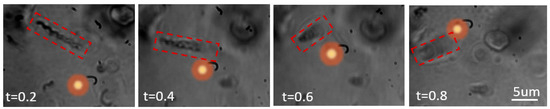 A Light-Driven Carbon Nanocoil Microrobot