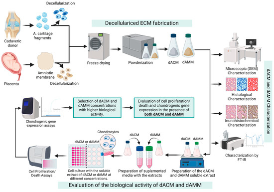 The Combination of Decellularized Cartilage and Amniotic Membrane ...