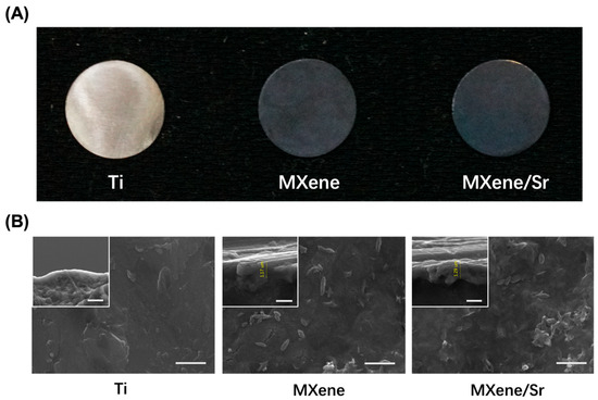 Strontium-Doped Ti3C2Tx MXene Coatings on Titanium Surfaces ...