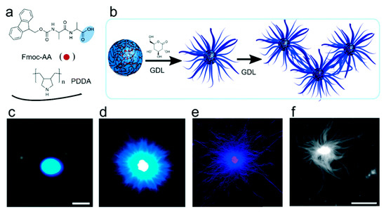 An Overview of Coacervates: The Special Disperse State of Amphiphilic ...