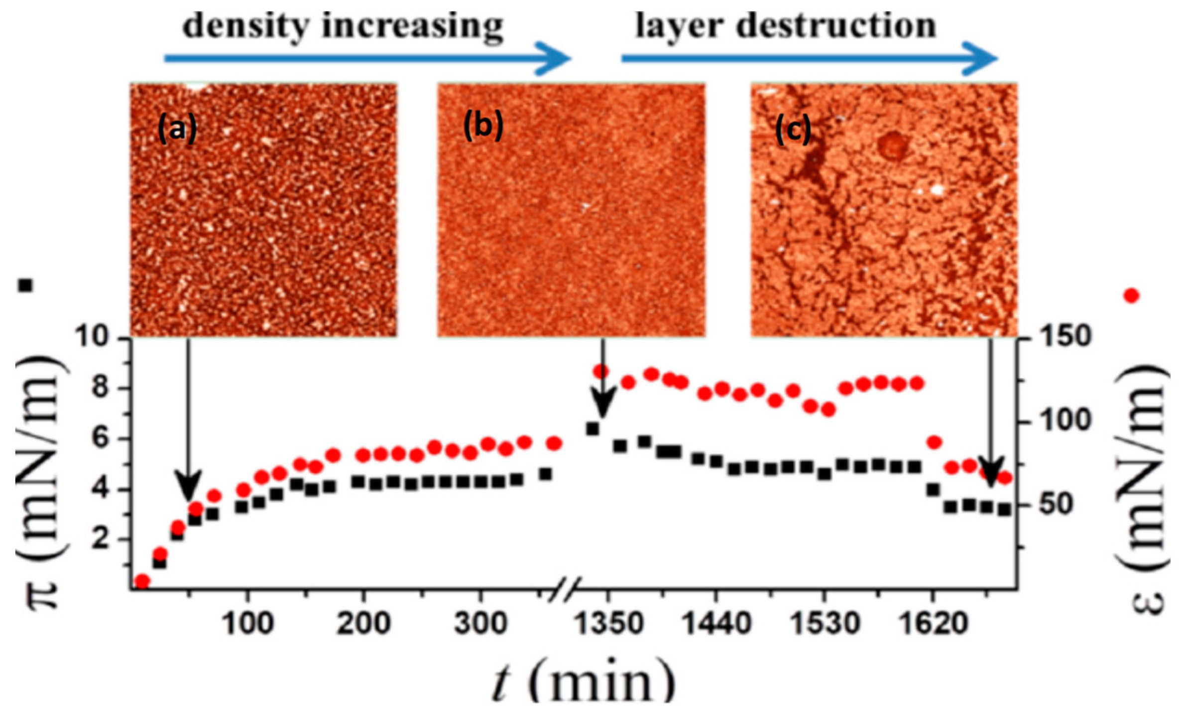 Interfacial Dynamics of Adsorption Layers as Supports for Biomedical ...