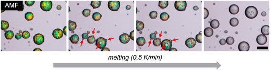 Influence of the Triglyceride Composition, Surfactant Concentration and ...