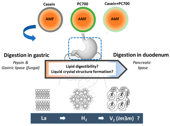 Influence of Casein and Milk Phospholipid Emulsifiers on the Digestion ...