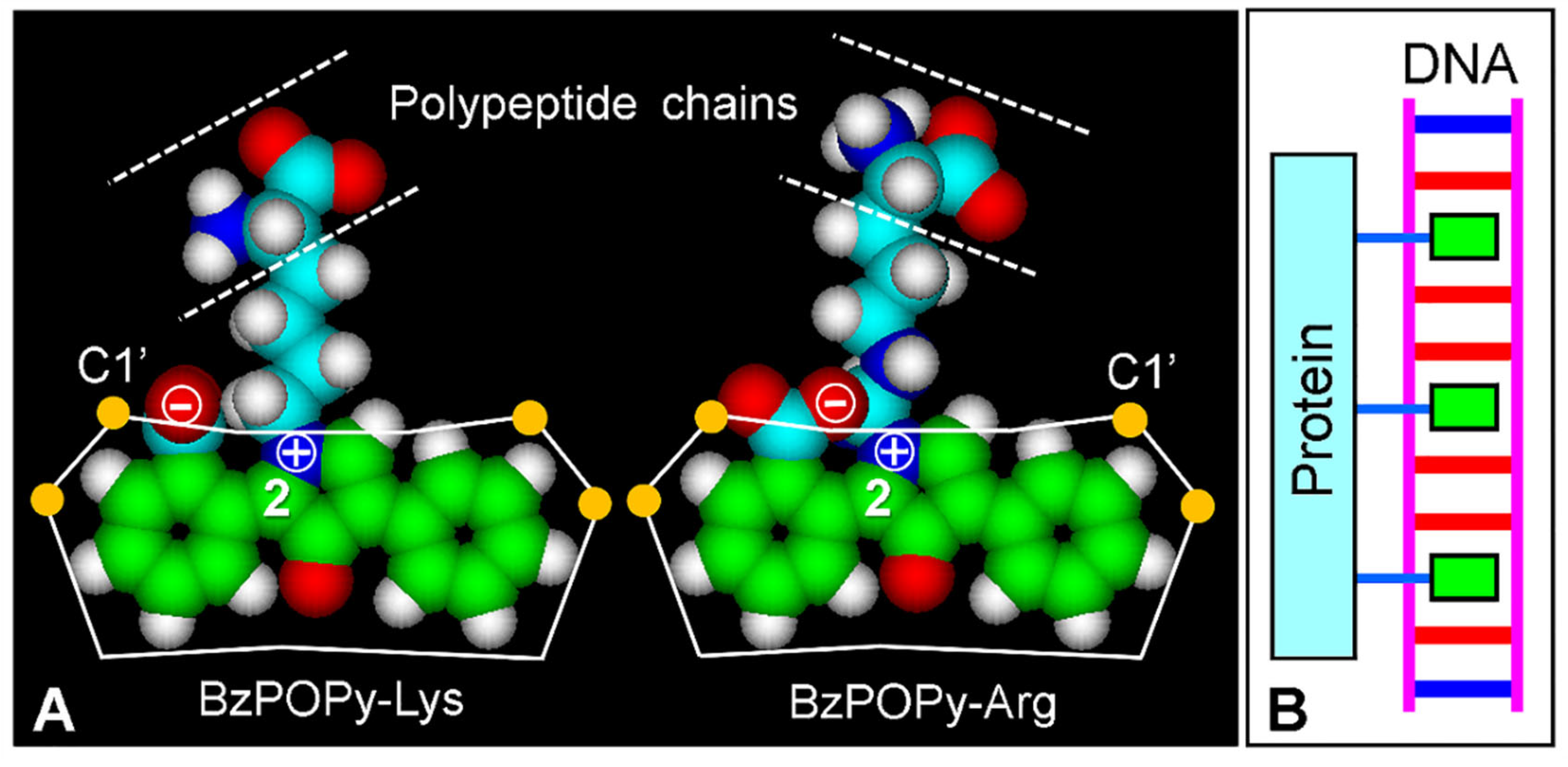 Diphenyl-Furanones and Diphenyl-Oxopyrrole Derivatives: From Analytical ...
