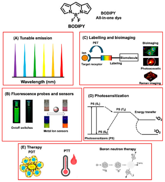 BODIPY Dyes: A New Frontier in Cellular Imaging and Theragnostic ...