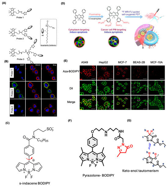 BODIPY Dyes: A New Frontier in Cellular Imaging and Theragnostic Applications