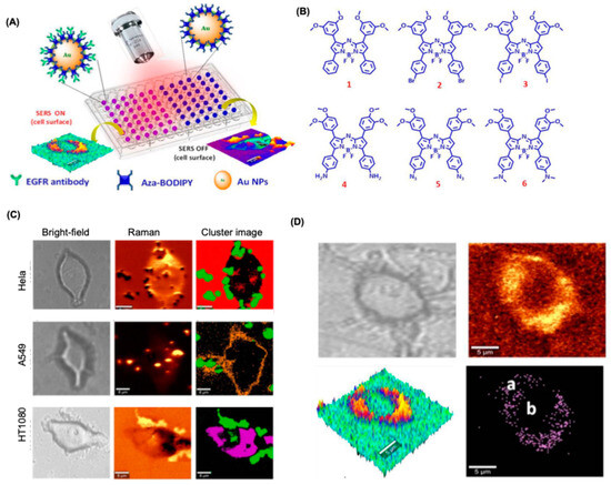 BODIPY Dyes: A New Frontier in Cellular Imaging and Theragnostic ...