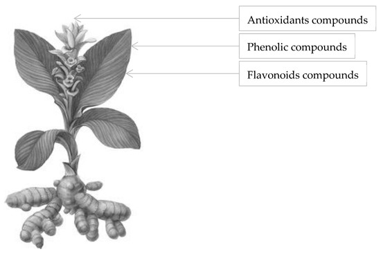 Ethnomedicinal, Phytochemistry and Antiviral Potential of Turmeric ...