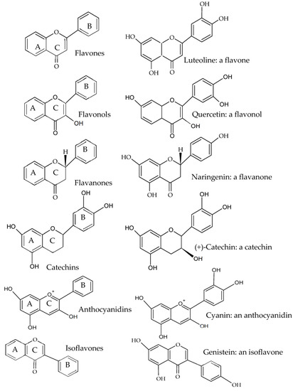 Polyphenols in Health and Disease: Gut Microbiota, Bioaccessibility ...