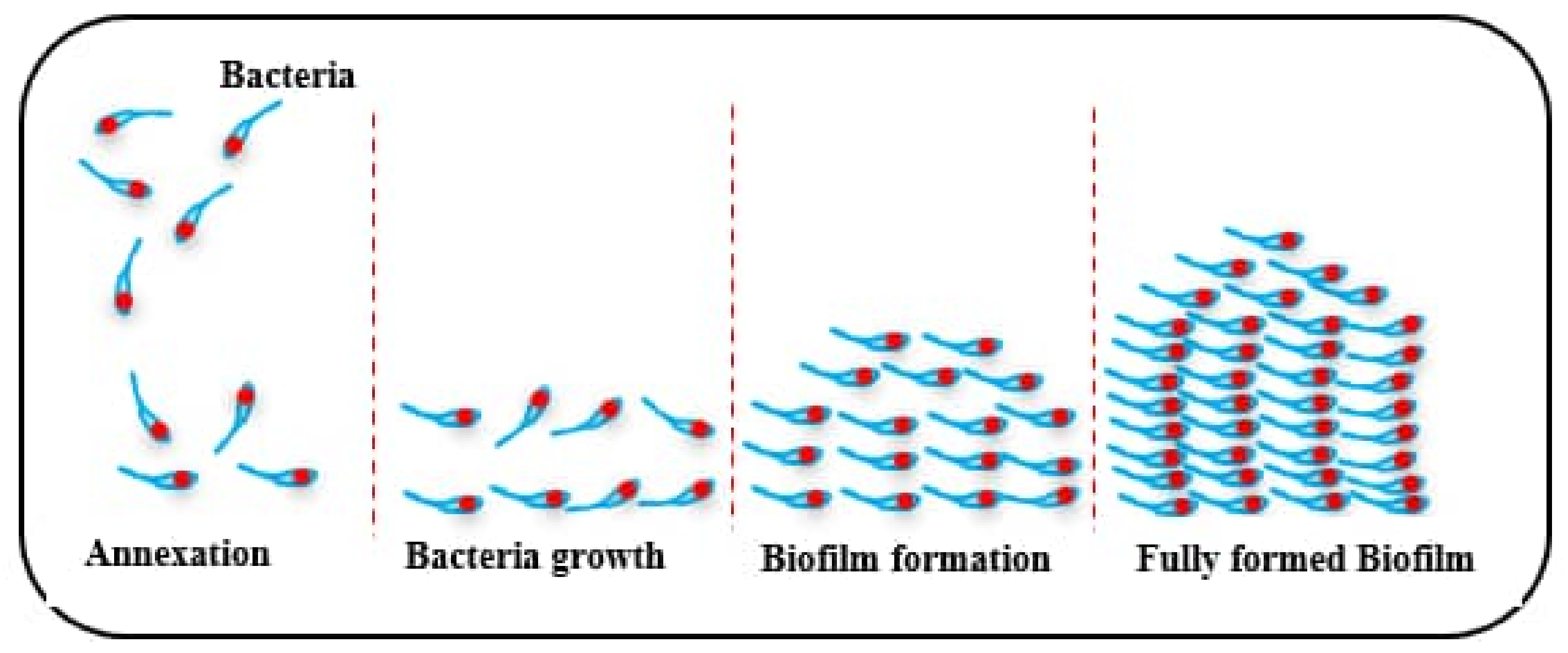 Some Finite Difference Methods to Model Biofilm Growth and Decay ...